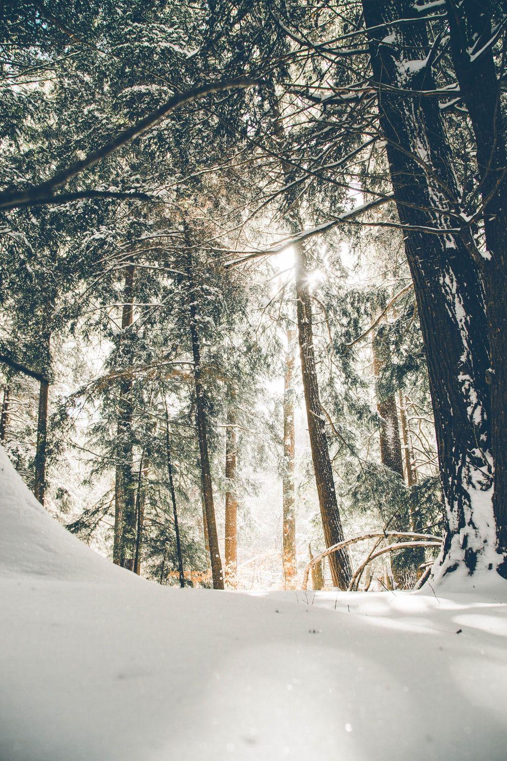 Cold Winter Wallpapers - Top Free Cold Winter Backgrounds - WallpaperAccess