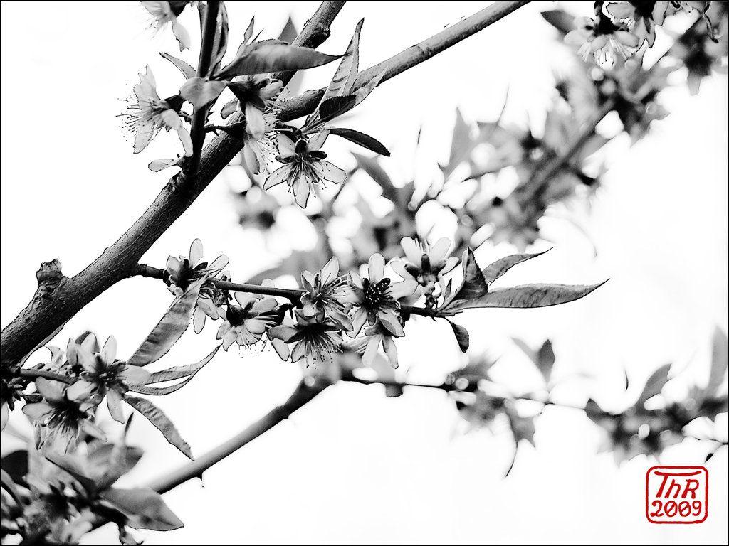 Sumi E Wallpapers - Top Free Sumi E Backgrounds - WallpaperAccess