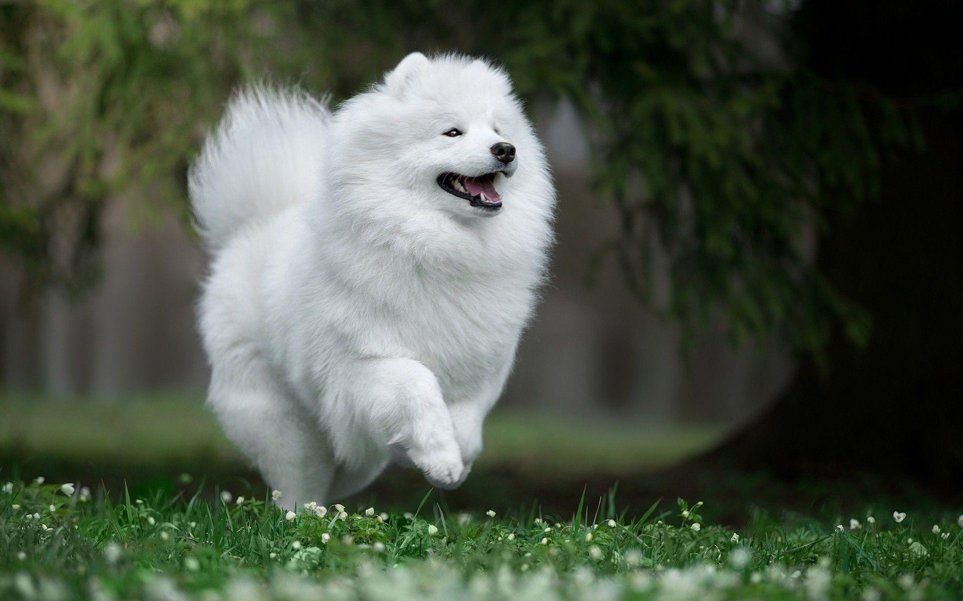 Samoyed Dog Wallpapers - Top Free Samoyed Dog Backgrounds - WallpaperAccess