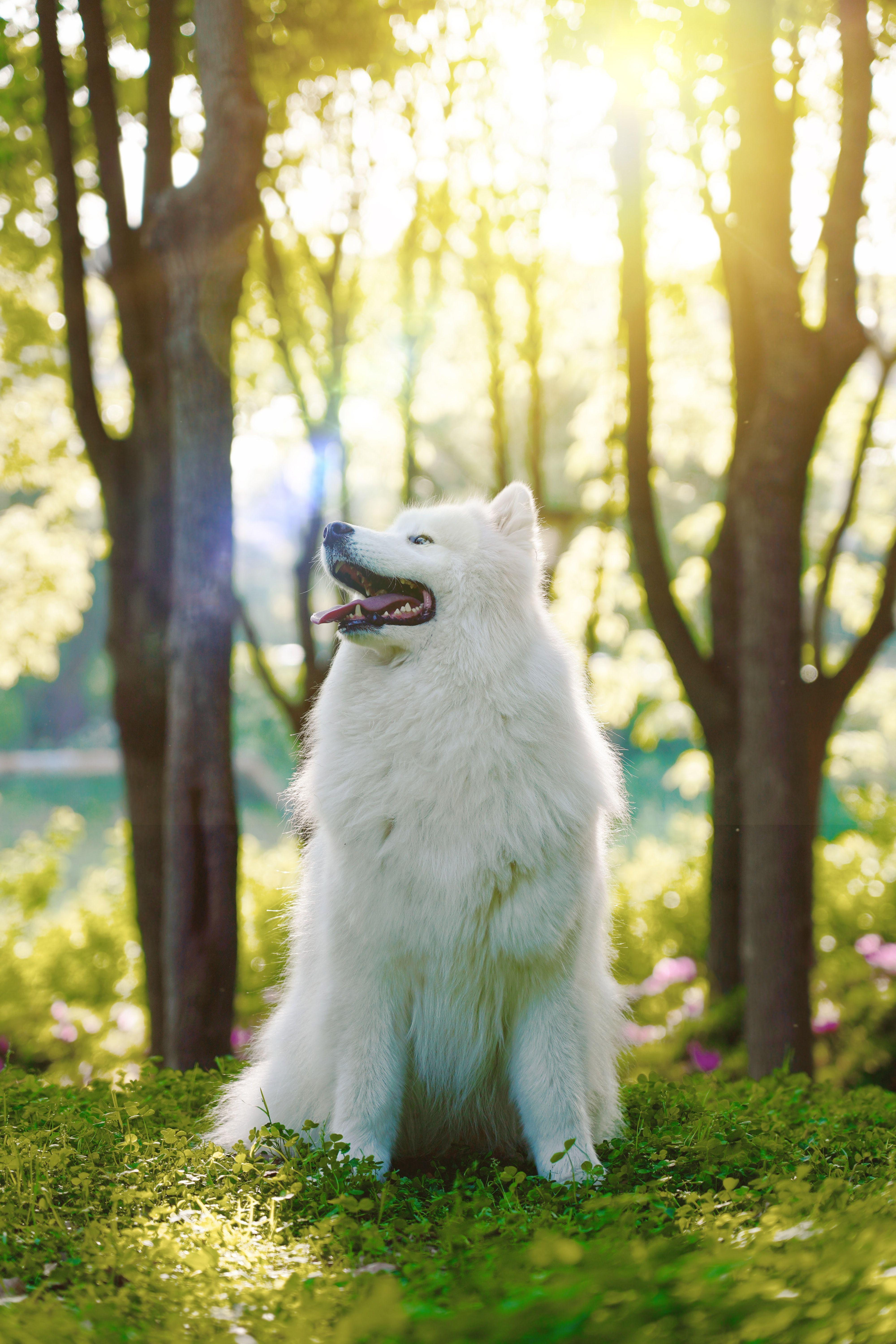 Samoyed Dog Wallpapers - Top Free Samoyed Dog Backgrounds - WallpaperAccess