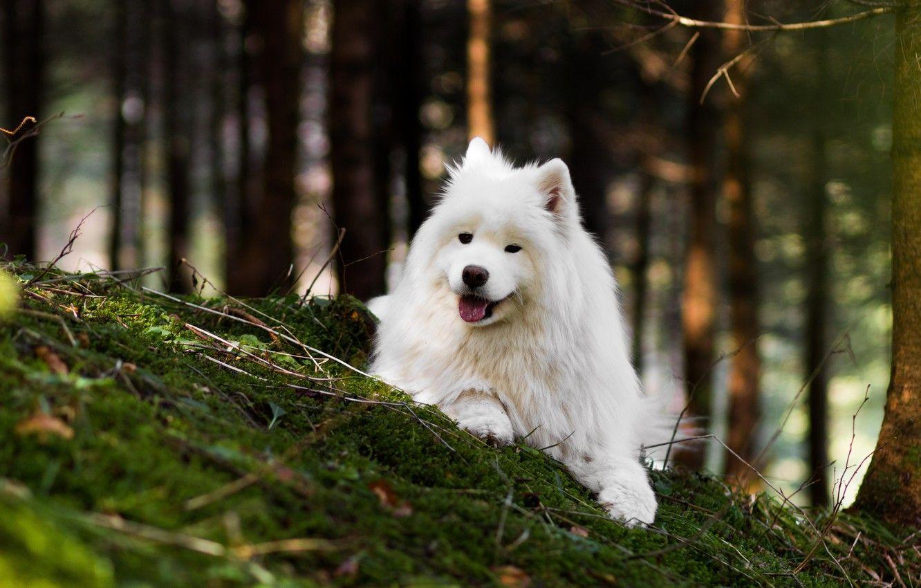 Samoyed Dog Wallpapers - Top Free Samoyed Dog Backgrounds - WallpaperAccess
