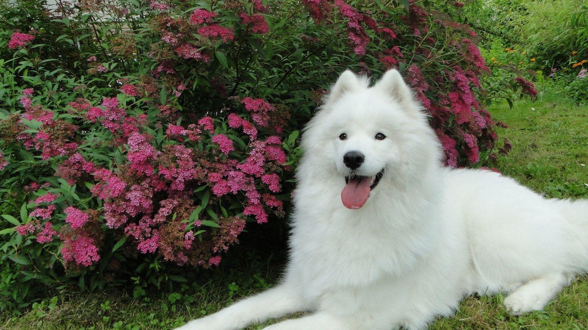 Samoyed Dog Wallpapers - Top Free Samoyed Dog Backgrounds - WallpaperAccess