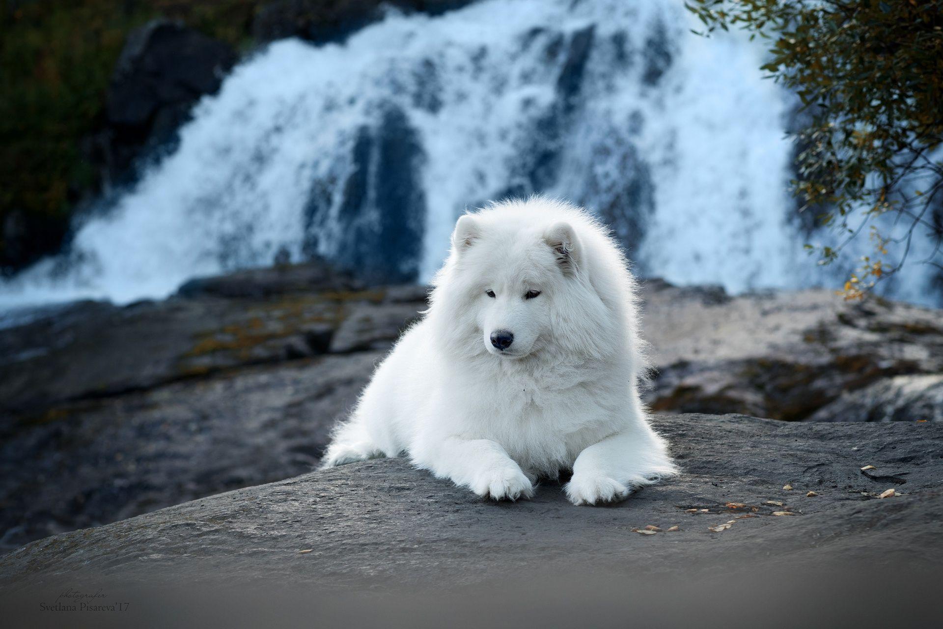 Samoyed Dog Wallpapers - Top Free Samoyed Dog Backgrounds - WallpaperAccess