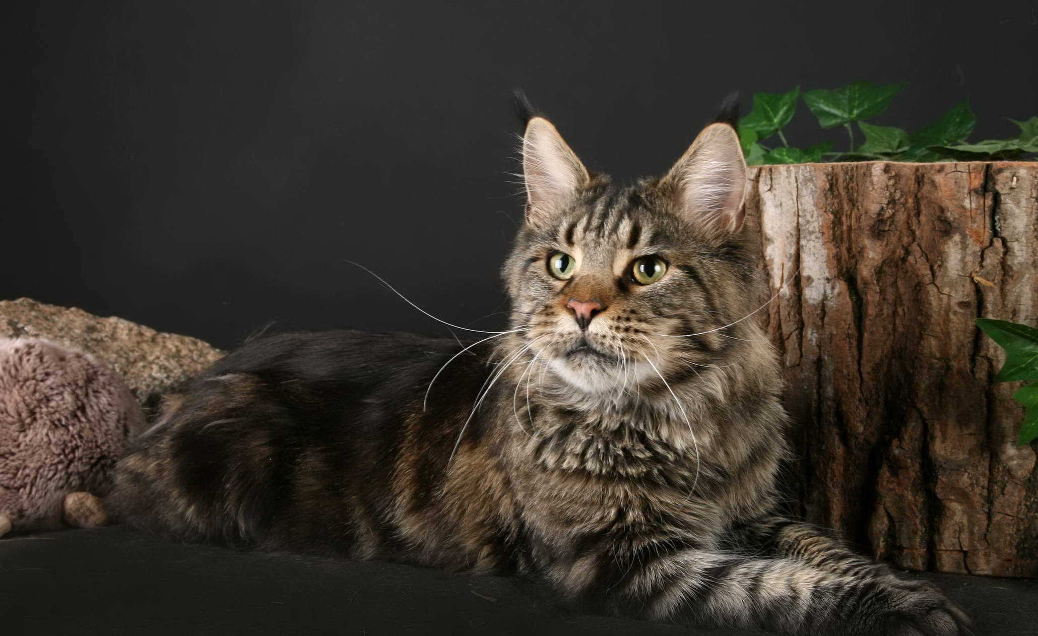 Maine Coon Wallpapers - Top Free Maine Coon Backgrounds - WallpaperAccess