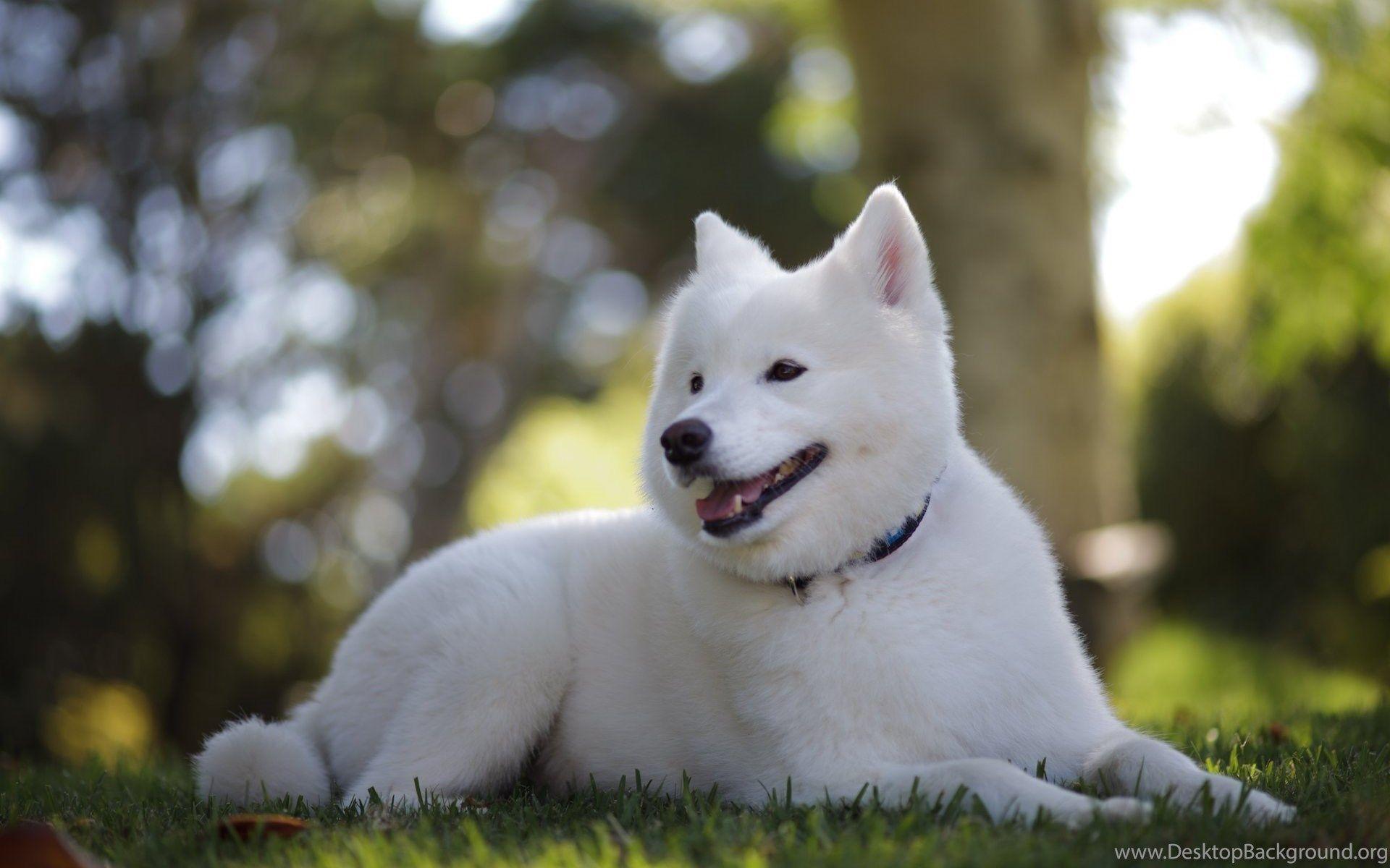 Samoyed Dog Wallpapers - Top Free Samoyed Dog Backgrounds - WallpaperAccess