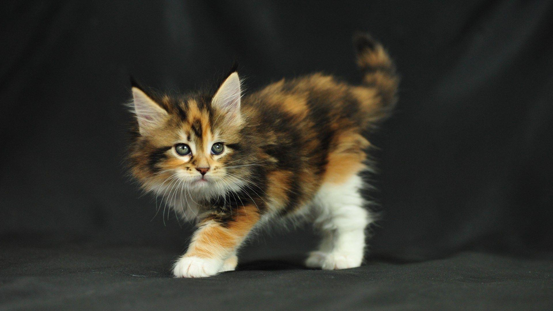 Maine Coon Kittens Wallpapers - Top Free Maine Coon Kittens Backgrounds ...