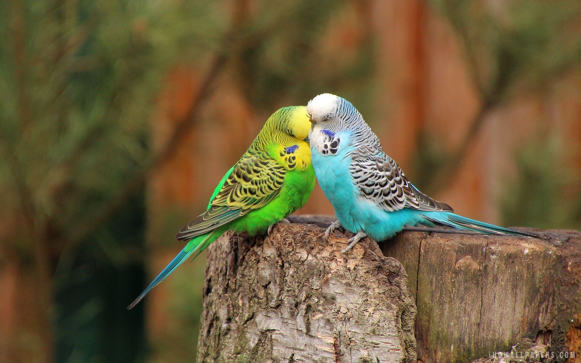 Budgie Bird Wallpapers - Top Free Budgie Bird Backgrounds - WallpaperAccess