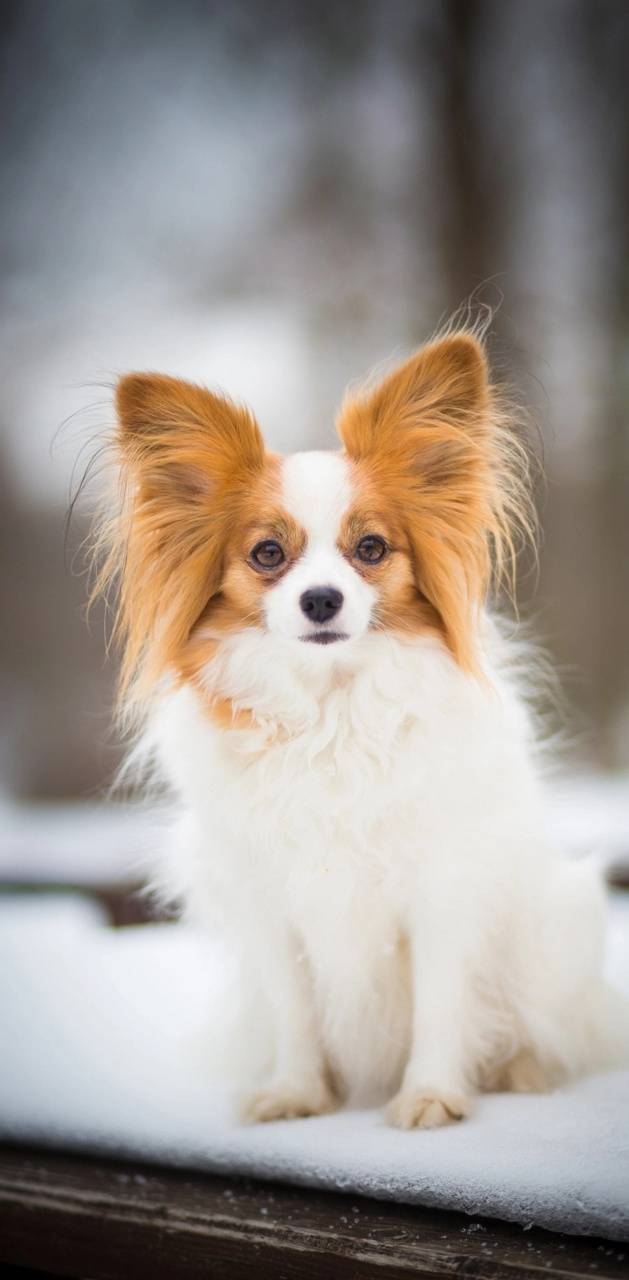 Papillon Dog Wallpapers - Top Free Papillon Dog Backgrounds ...