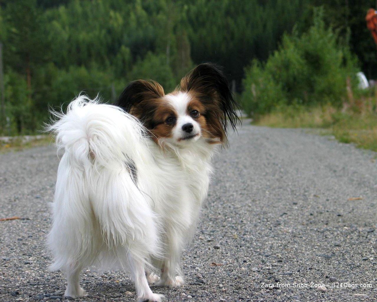 Papillon Dog Wallpapers - Top Free Papillon Dog Backgrounds ...
