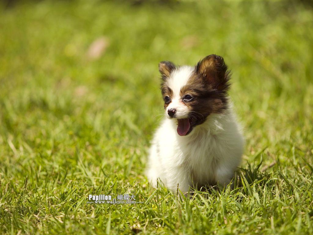 Papillon Dog Wallpapers - Top Free Papillon Dog Backgrounds ...