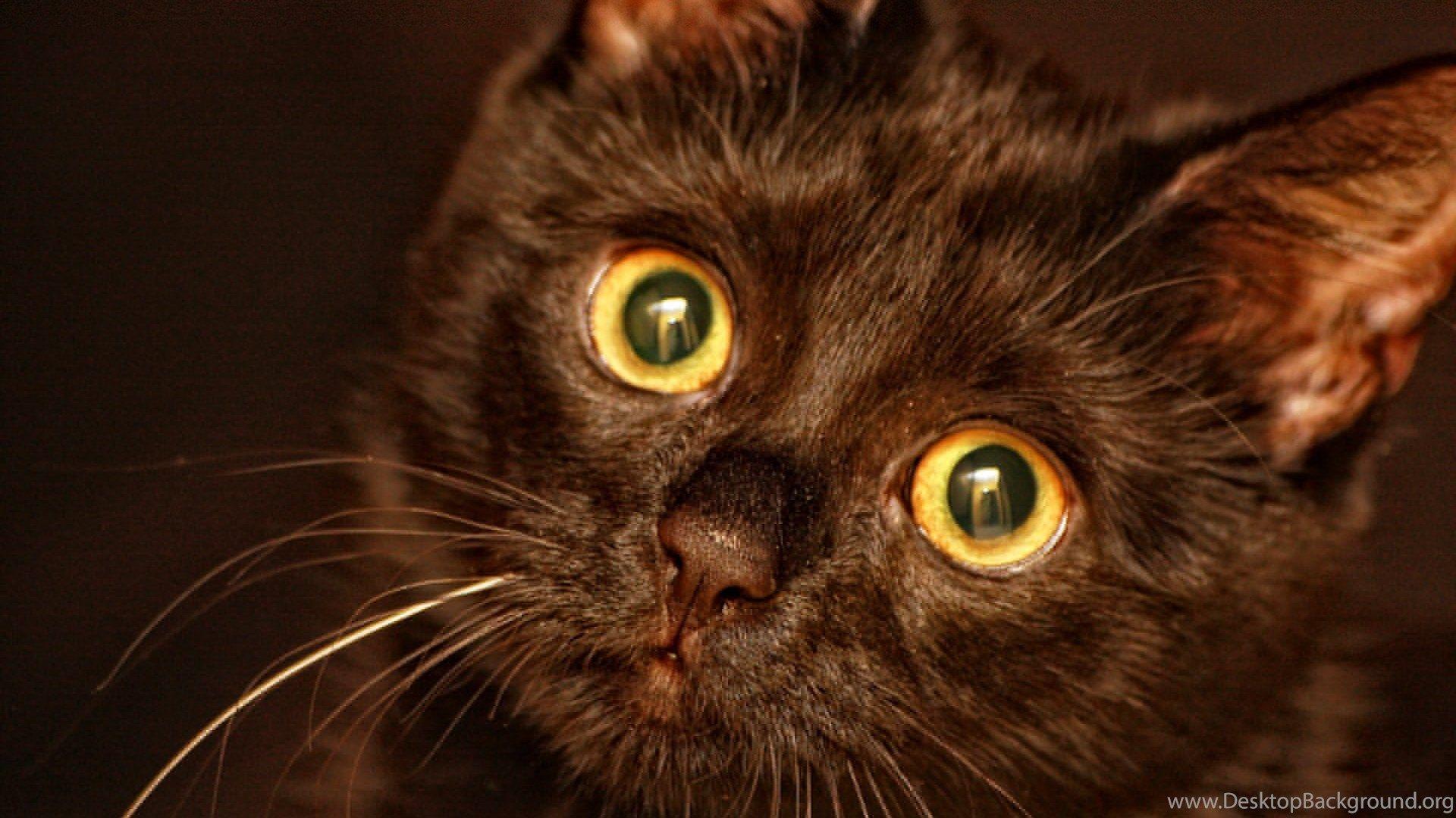 Evil Cat Wallpapers - Top Free Evil Cat Backgrounds - WallpaperAccess