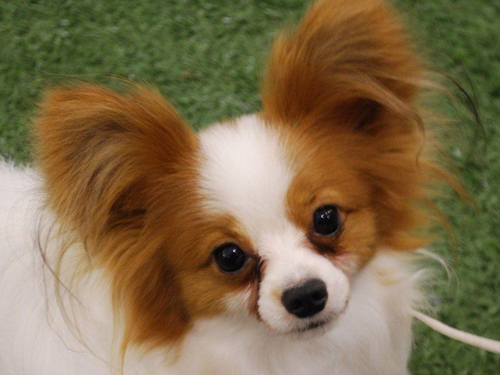 Papillon Dog Wallpapers - Top Free Papillon Dog Backgrounds ...