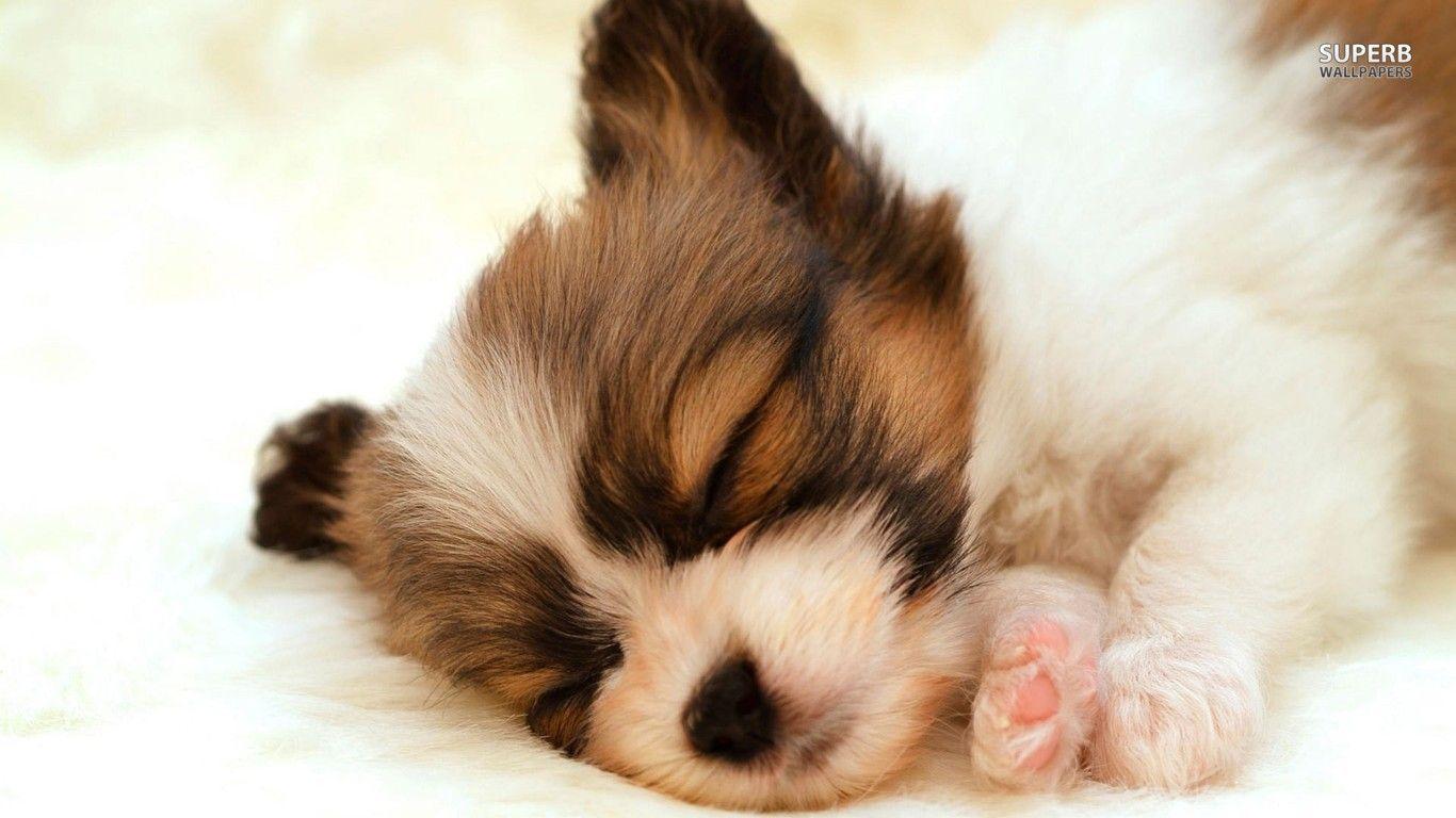 Papillon Dog Wallpapers - Top Free Papillon Dog Backgrounds ...