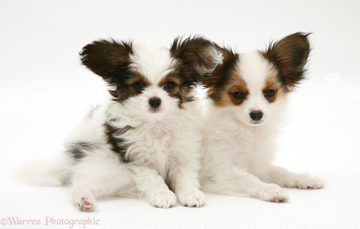 Papillon Dog Wallpapers - Top Free Papillon Dog Backgrounds ...