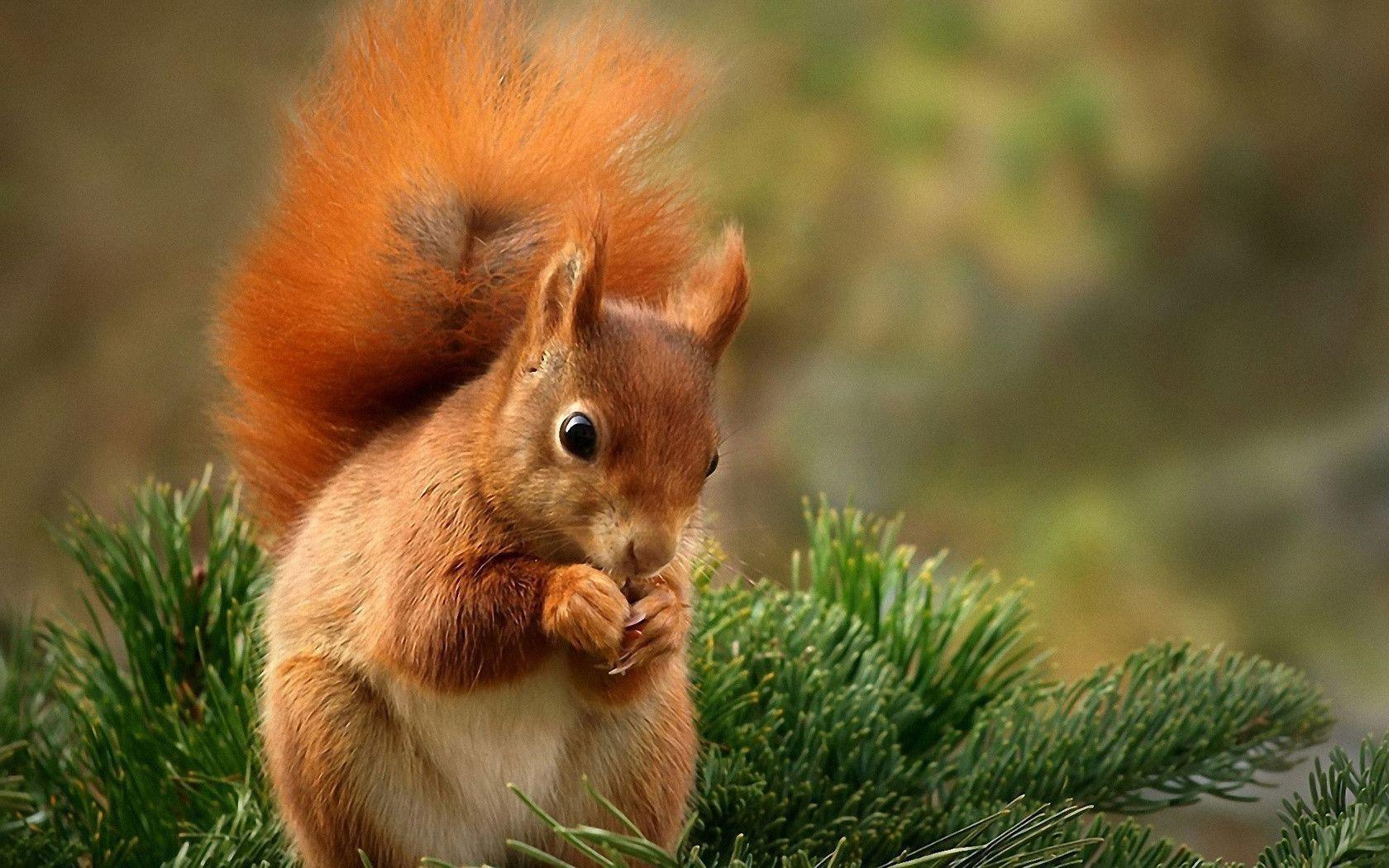 Squirrel Desktop Wallpapers - Top Free Squirrel Desktop Backgrounds ...
