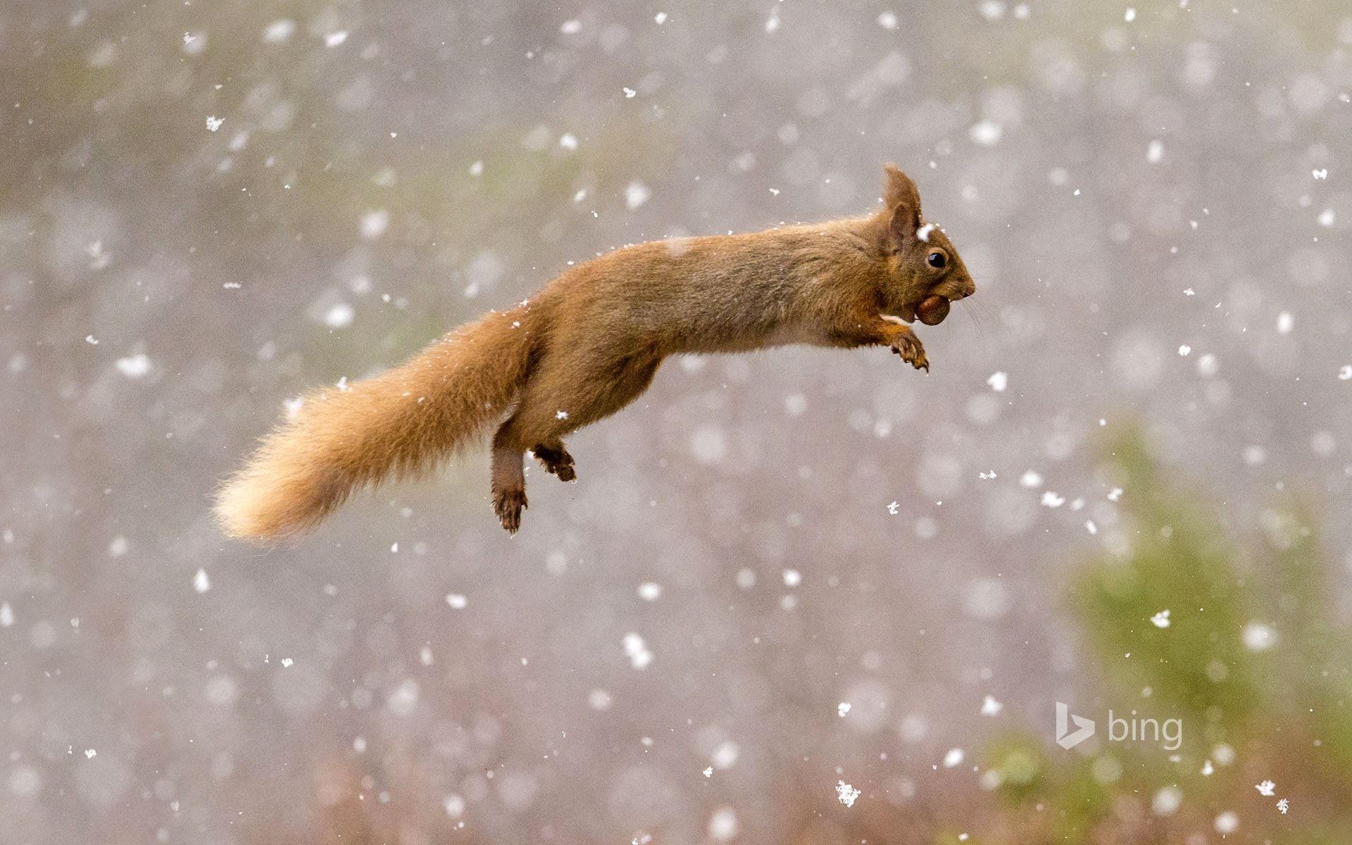 Squirrel Desktop Wallpapers - Top Free Squirrel Desktop Backgrounds ...