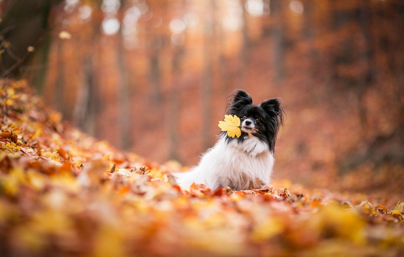 Papillon Dog Wallpapers - Top Free Papillon Dog Backgrounds ...