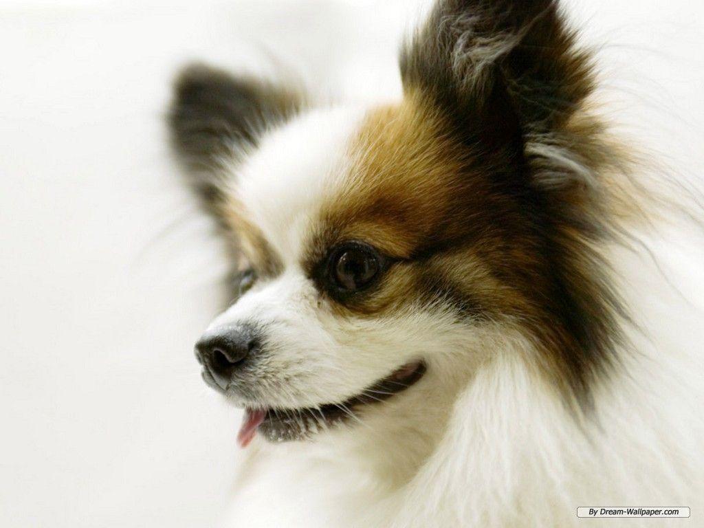 Papillon Dog Wallpapers - Top Free Papillon Dog Backgrounds ...