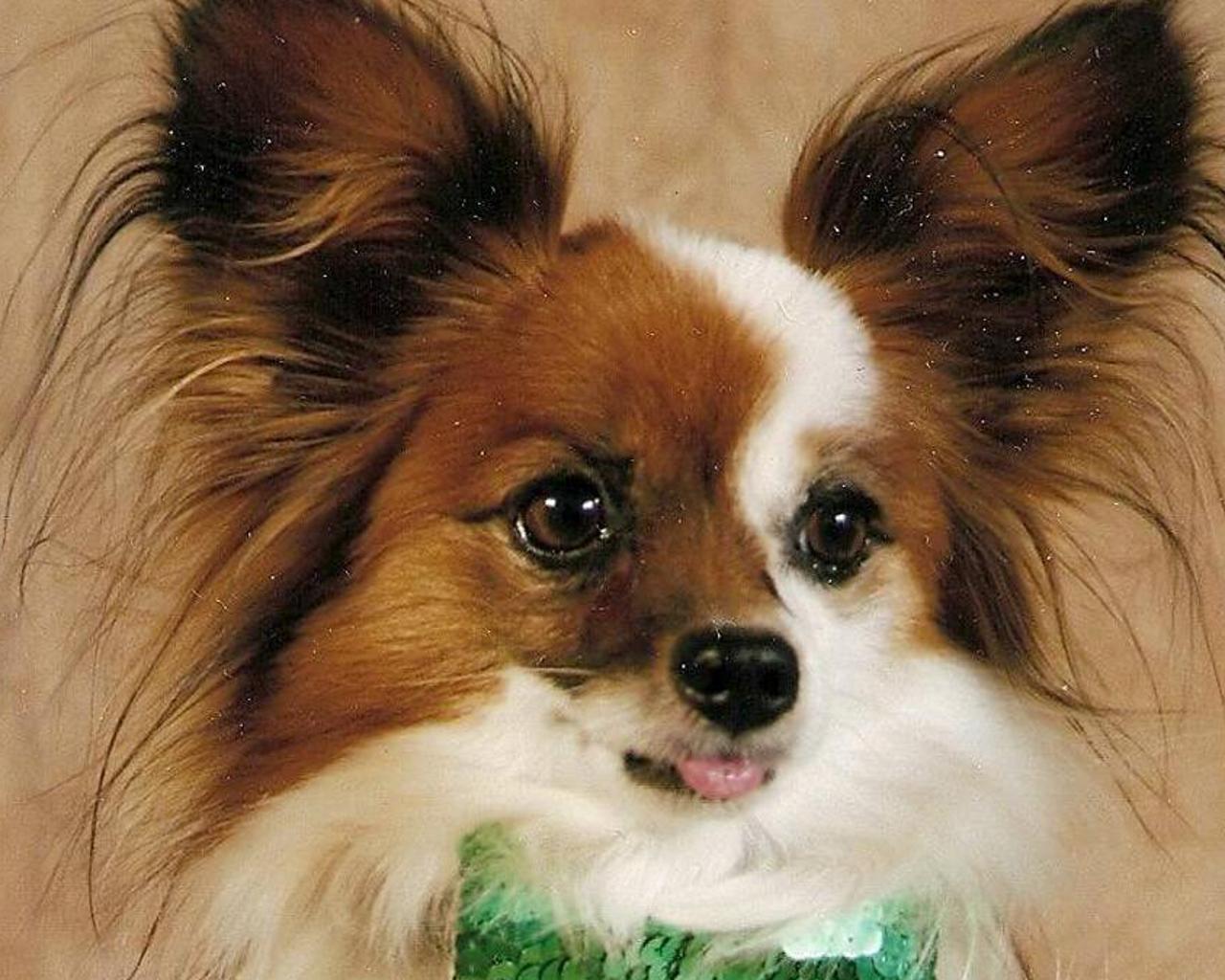 Papillon Dog Wallpapers - Top Free Papillon Dog Backgrounds ...
