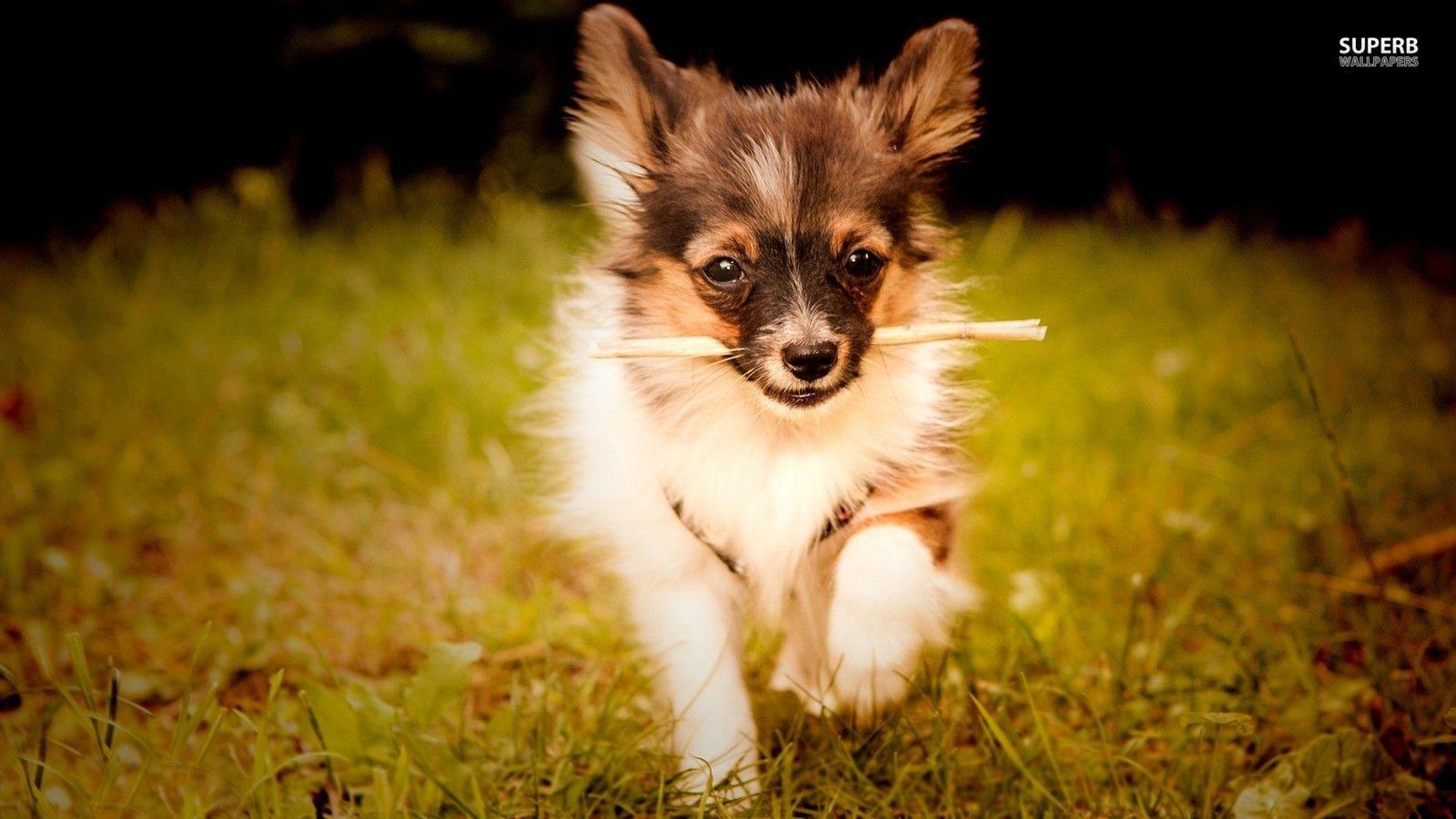 Papillon Dog Wallpapers - Top Free Papillon Dog Backgrounds ...