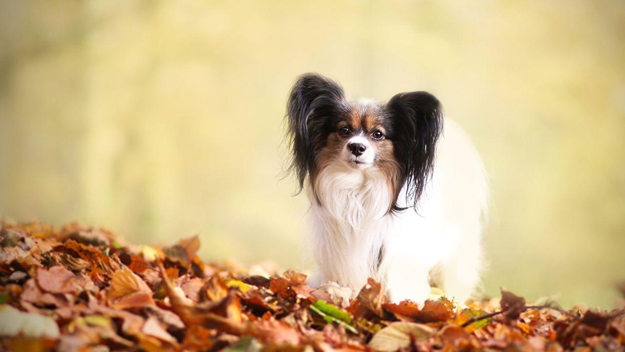 Papillon Dog Wallpapers - Top Free Papillon Dog Backgrounds ...