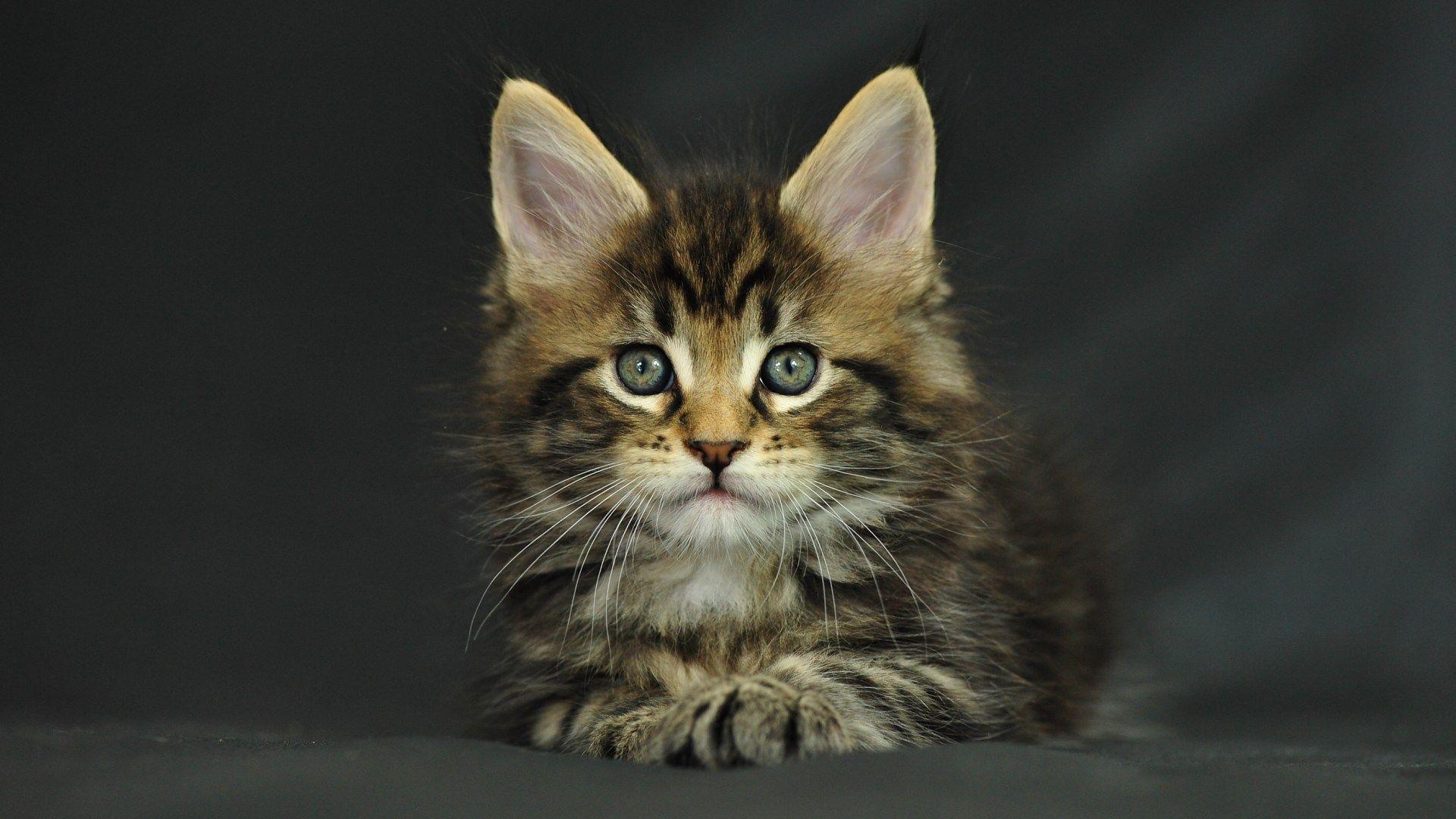 Maine Coon Wallpapers - Top Free Maine Coon Backgrounds - WallpaperAccess