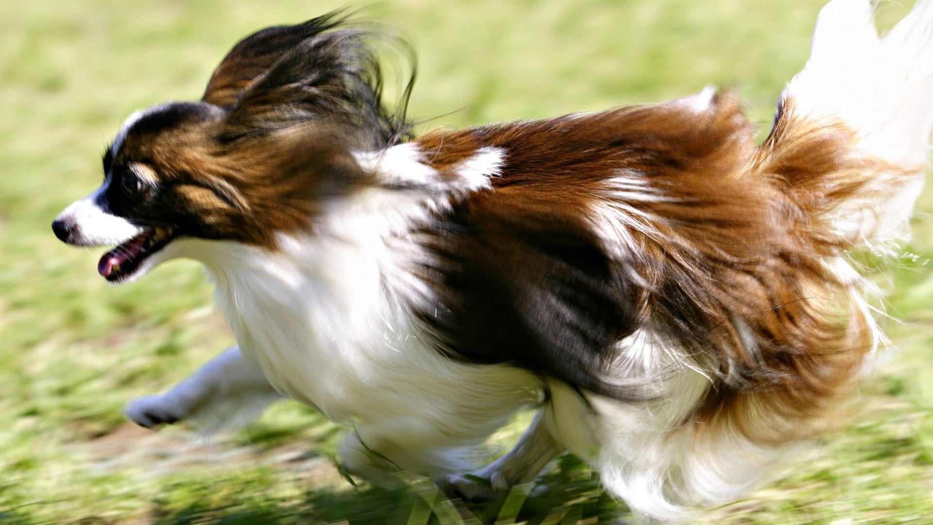 Papillon Dog Wallpapers - Top Free Papillon Dog Backgrounds ...