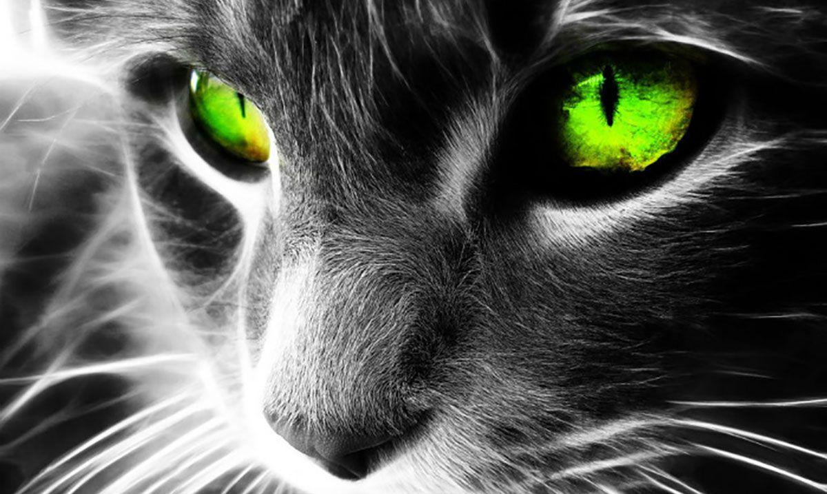 Evil Cat Wallpapers - Top Free Evil Cat Backgrounds - WallpaperAccess
