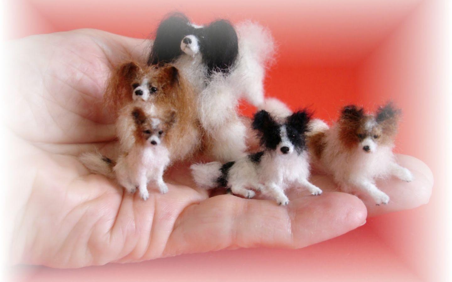 Papillon Dog Wallpapers - Top Free Papillon Dog Backgrounds ...