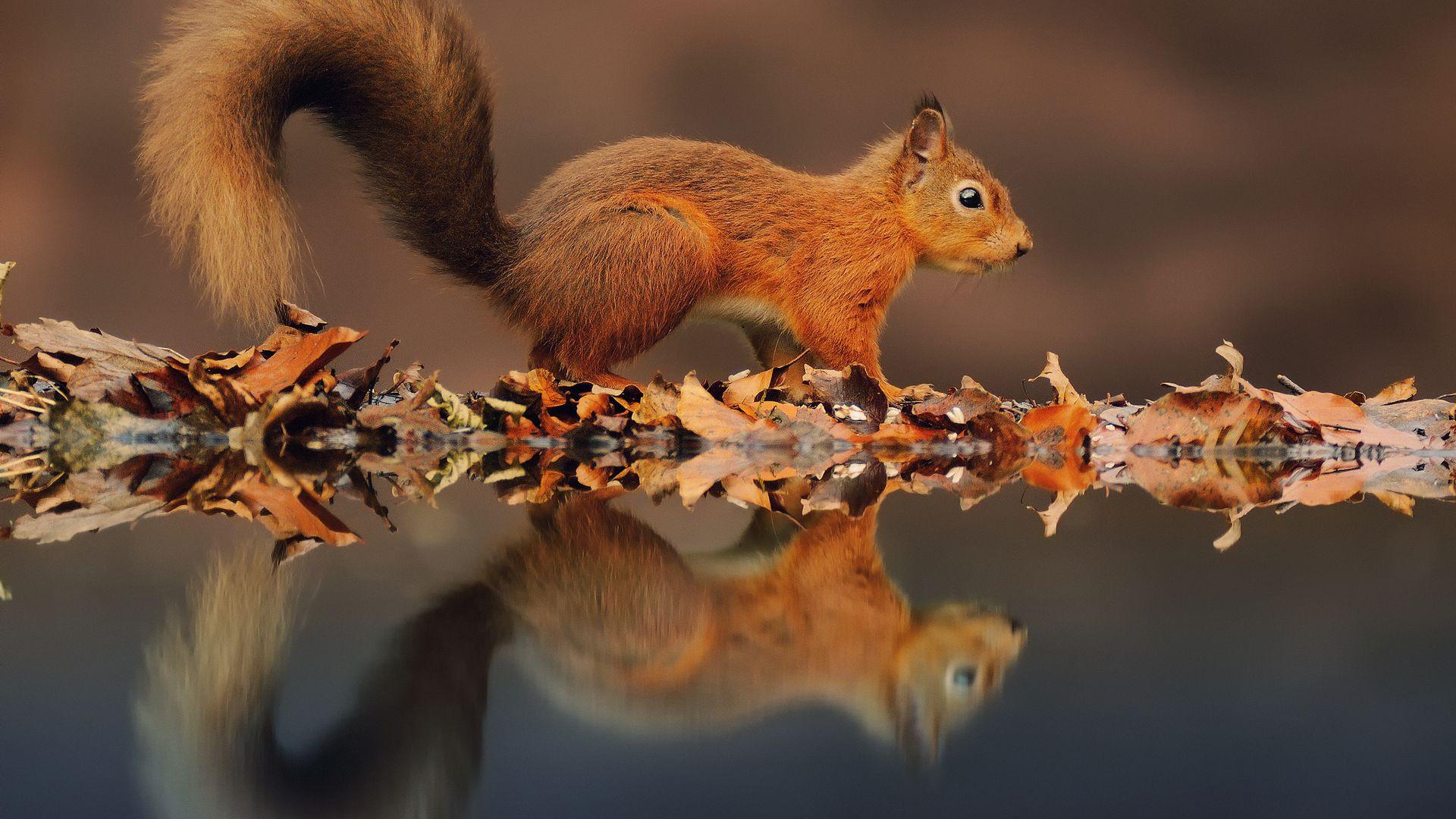 Squirrel Desktop Wallpapers - Top Free Squirrel Desktop Backgrounds ...