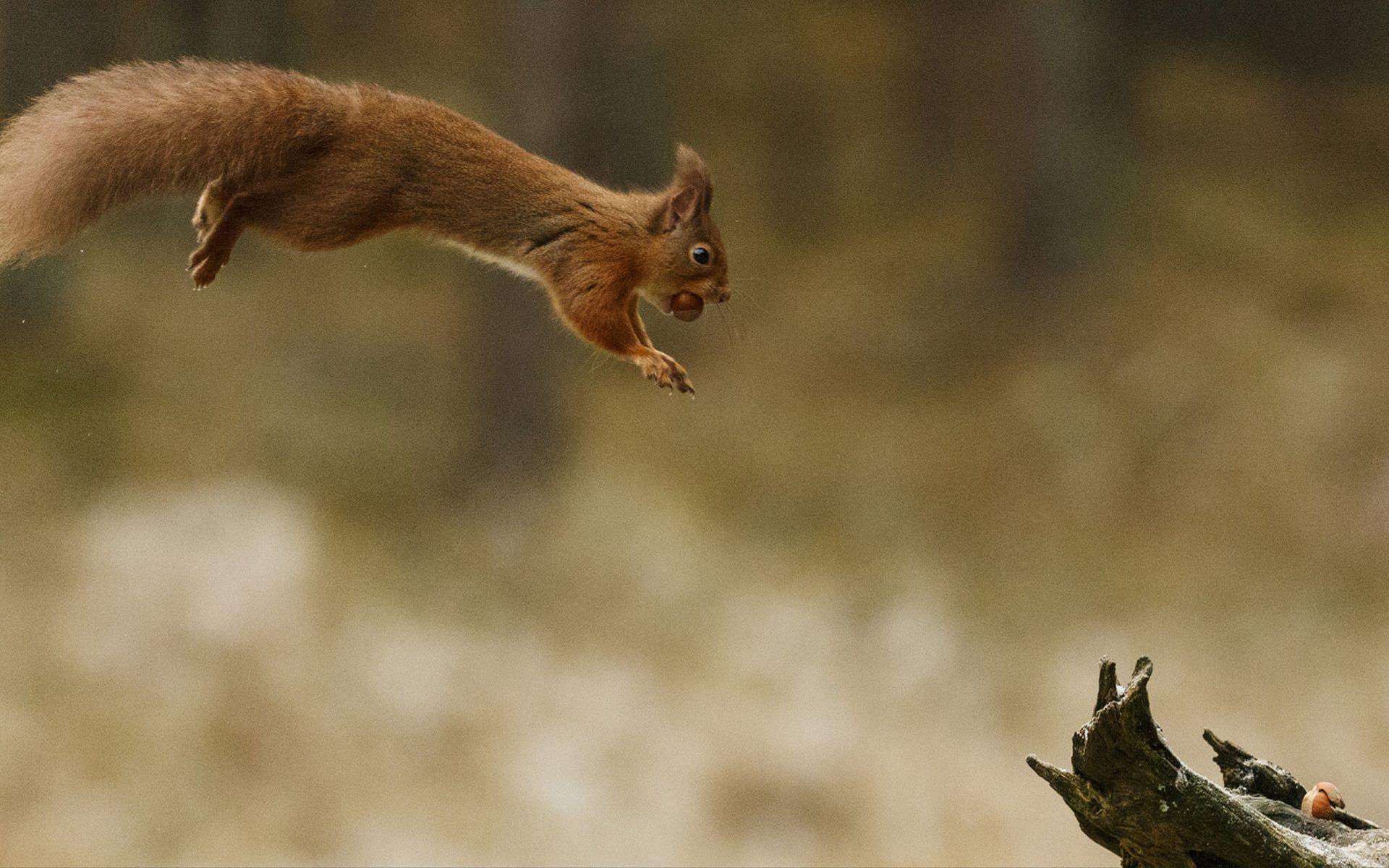 Squirrel Desktop Wallpapers - Top Free Squirrel Desktop Backgrounds ...