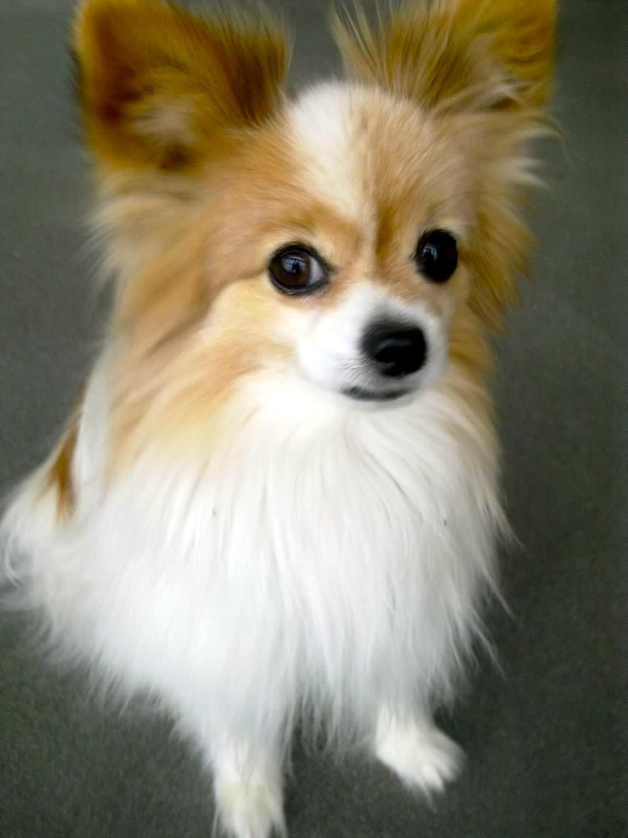 Papillon Dog Wallpapers - Top Free Papillon Dog Backgrounds ...