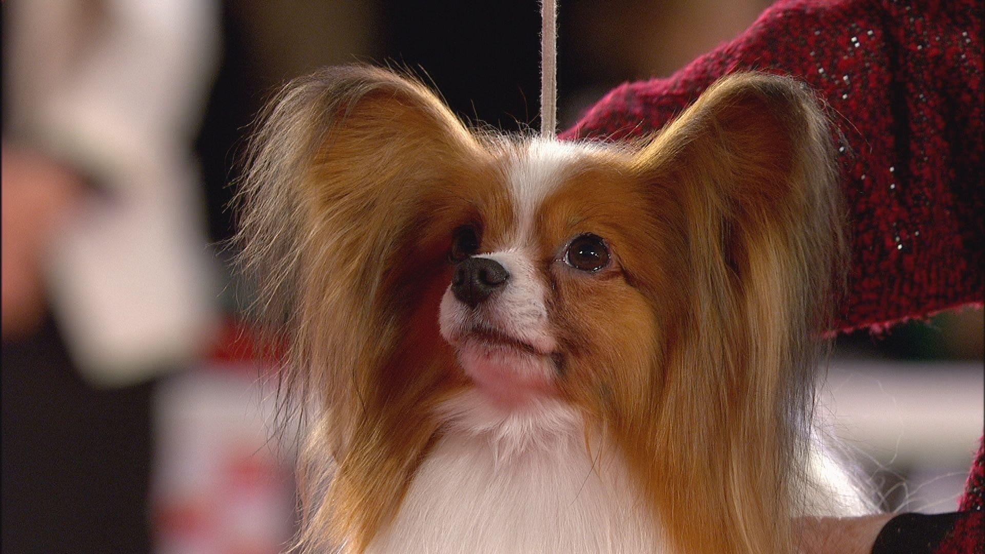 Papillon Dog Wallpapers - Top Free Papillon Dog Backgrounds ...