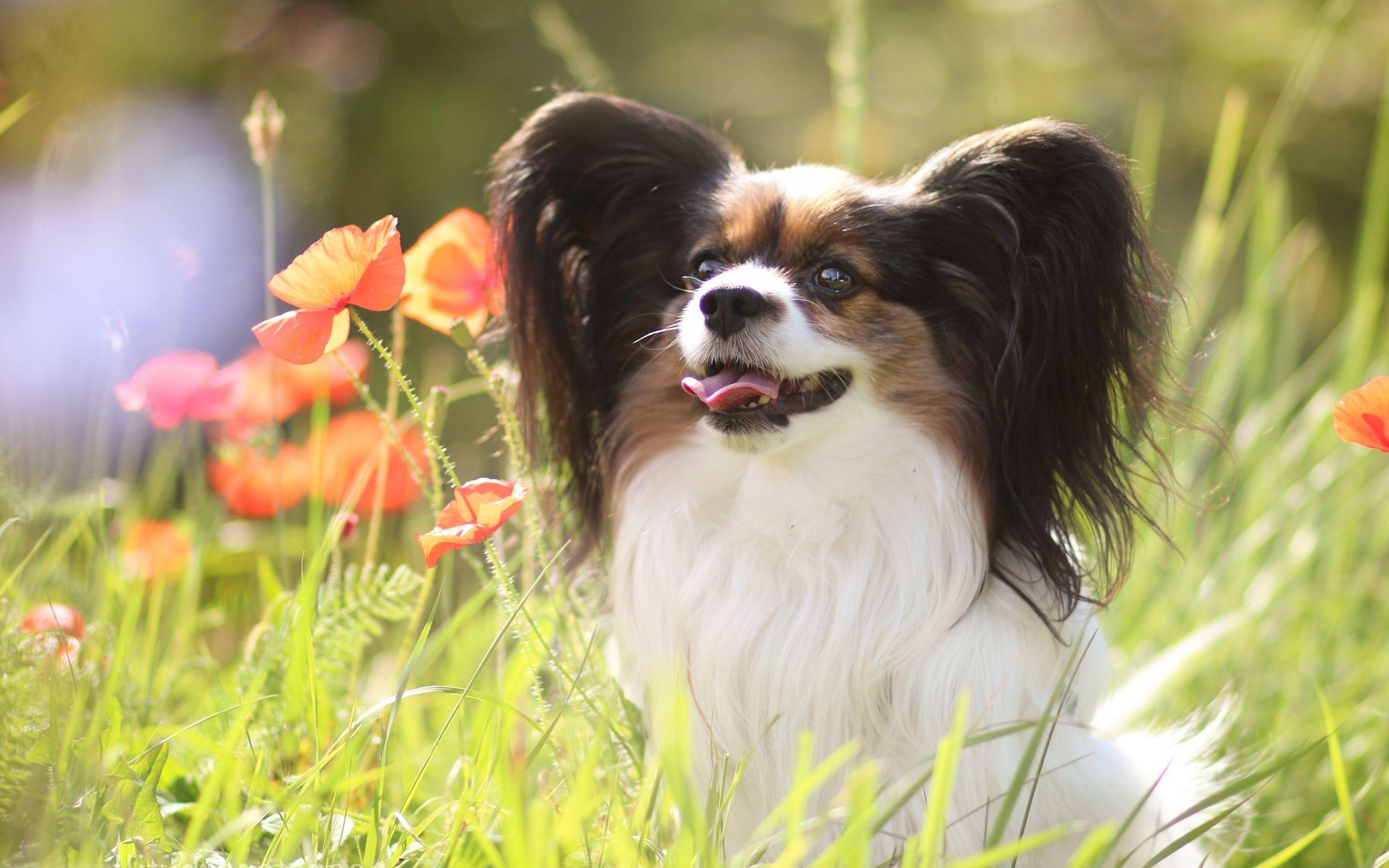 Papillon Dog Wallpapers - Top Free Papillon Dog Backgrounds ...