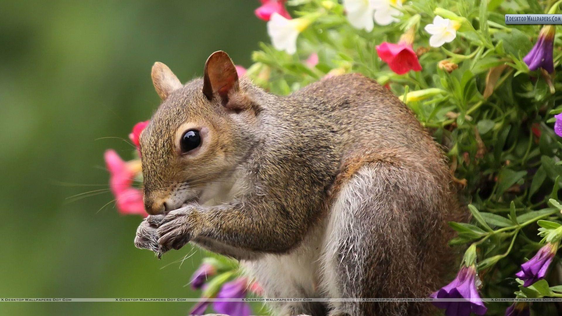Squirrel Desktop Wallpapers - Top Free Squirrel Desktop Backgrounds ...