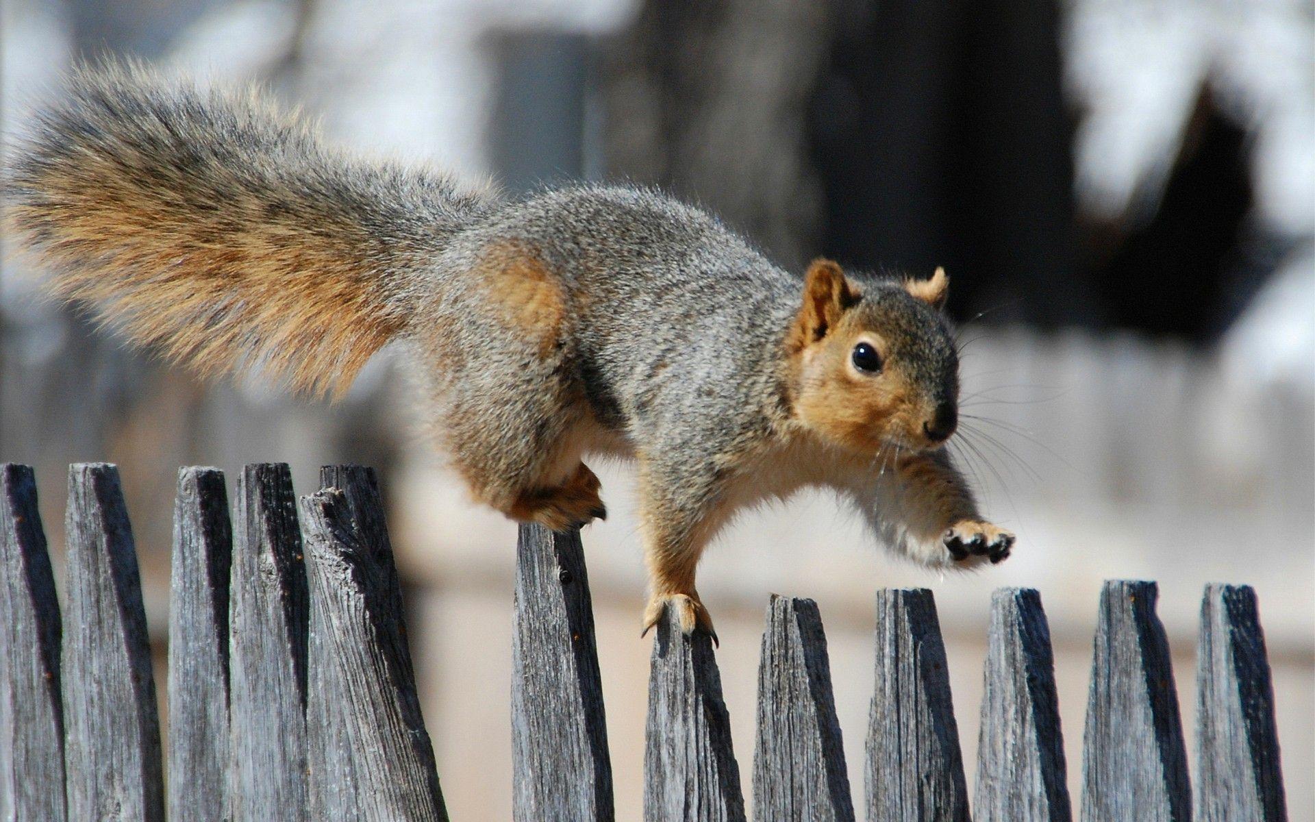 Squirrel Desktop Wallpapers - Top Free Squirrel Desktop Backgrounds ...