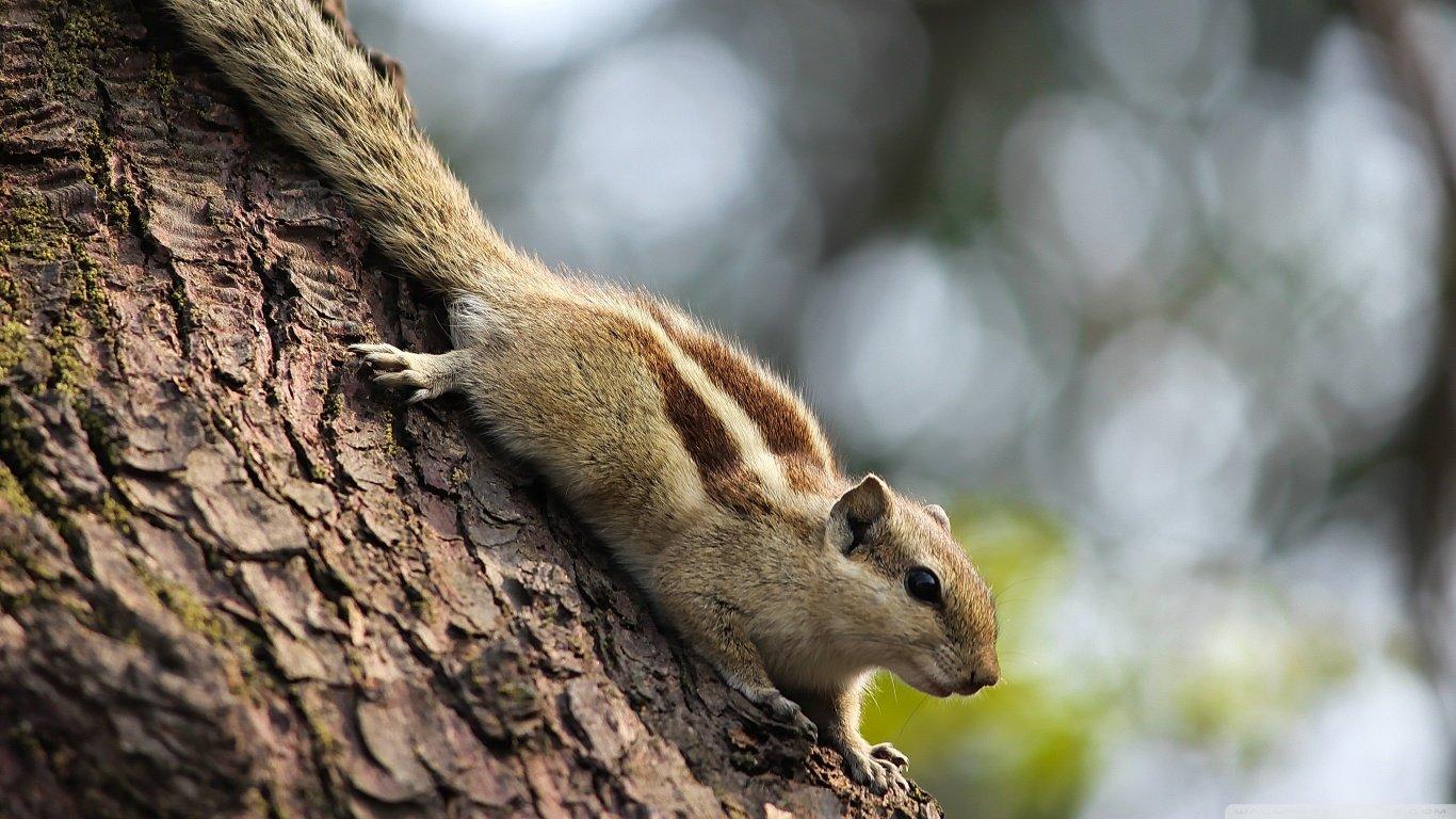 Squirrel Desktop Wallpapers - Top Free Squirrel Desktop Backgrounds ...
