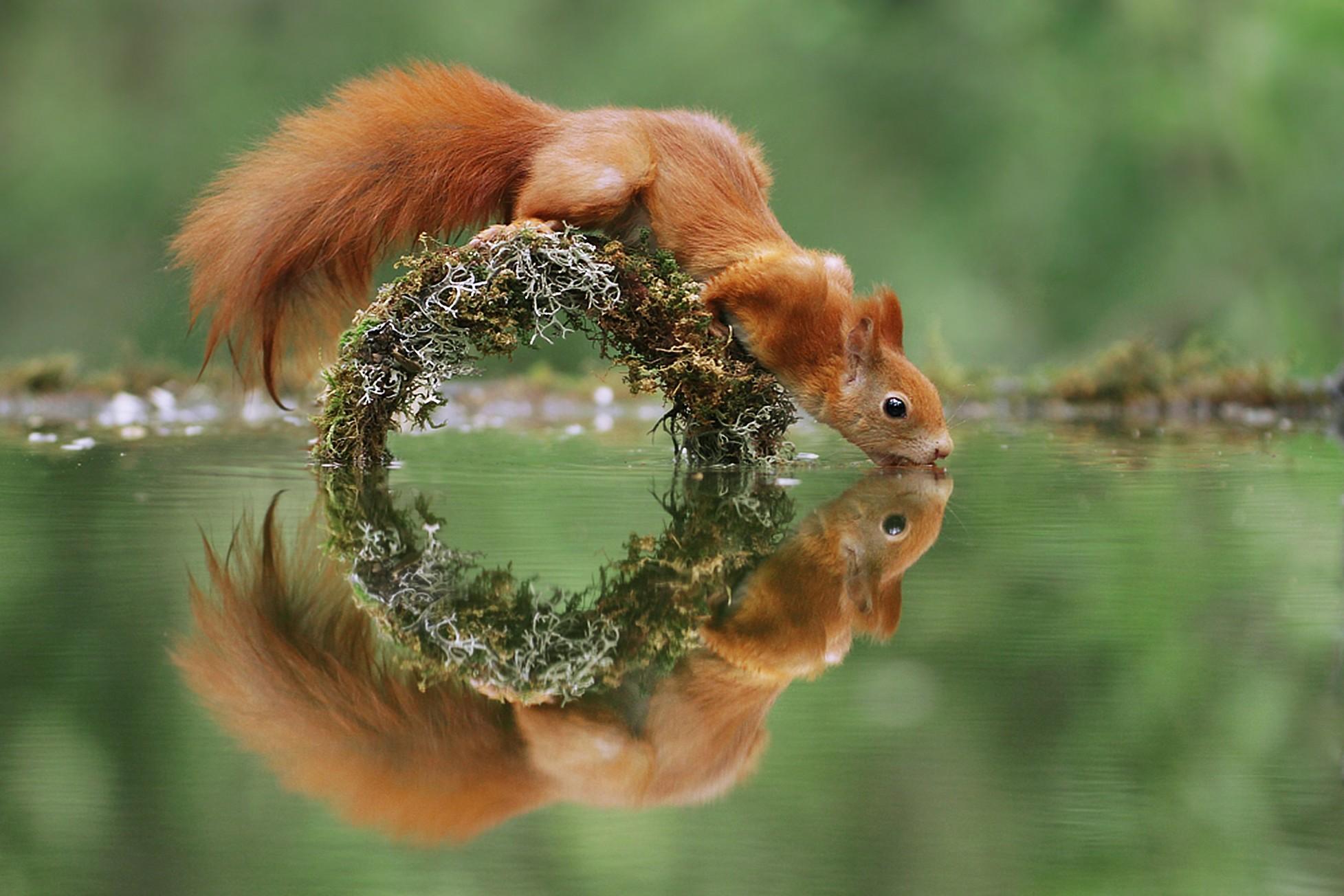 Squirrel Desktop Wallpapers - Top Free Squirrel Desktop Backgrounds ...