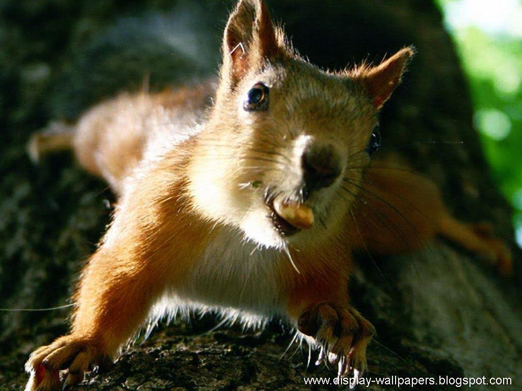 Squirrel Desktop Wallpapers - Top Free Squirrel Desktop Backgrounds ...