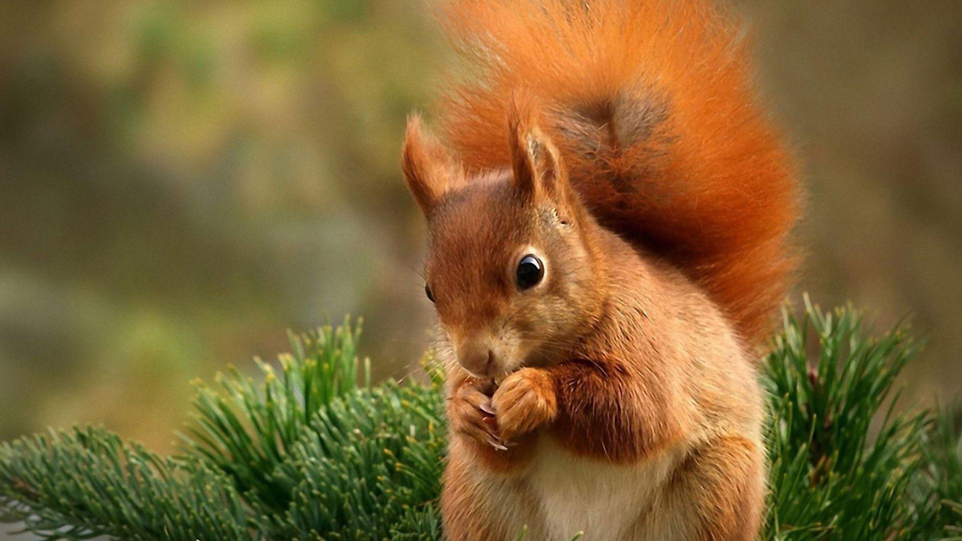 Squirrel Desktop Wallpapers - Top Free Squirrel Desktop Backgrounds ...