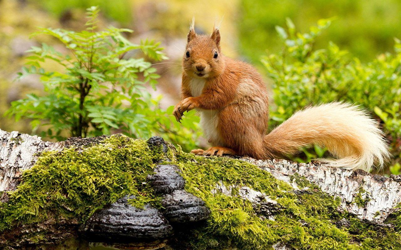 Squirrel Desktop Wallpapers - Top Free Squirrel Desktop Backgrounds ...