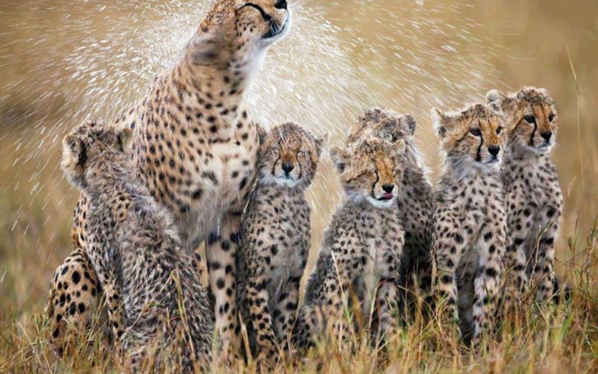 Cheetah Family Wallpapers - Top Free Cheetah Family Backgrounds ...