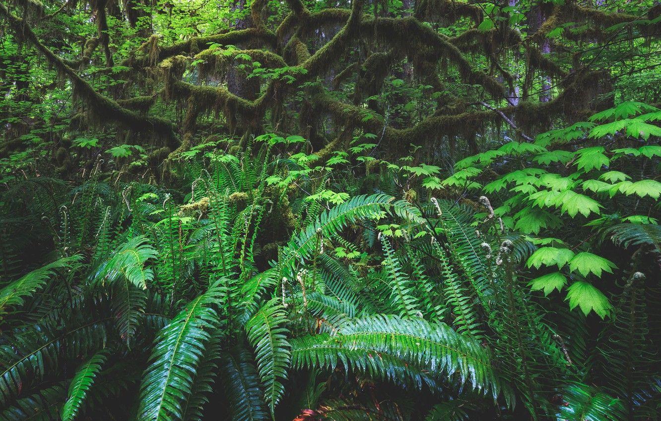 Jungle Green Wallpapers - Top Free Jungle Green Backgrounds ...