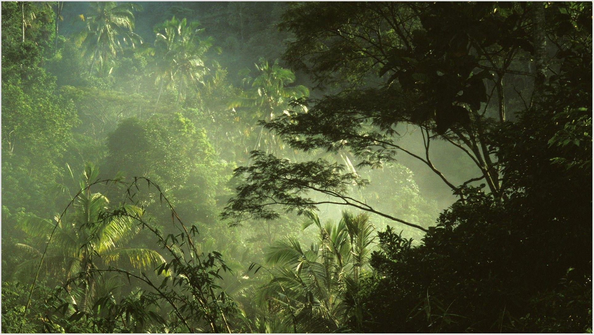 Cool Jungle Wallpapers - Top Free Cool Jungle Backgrounds - WallpaperAccess