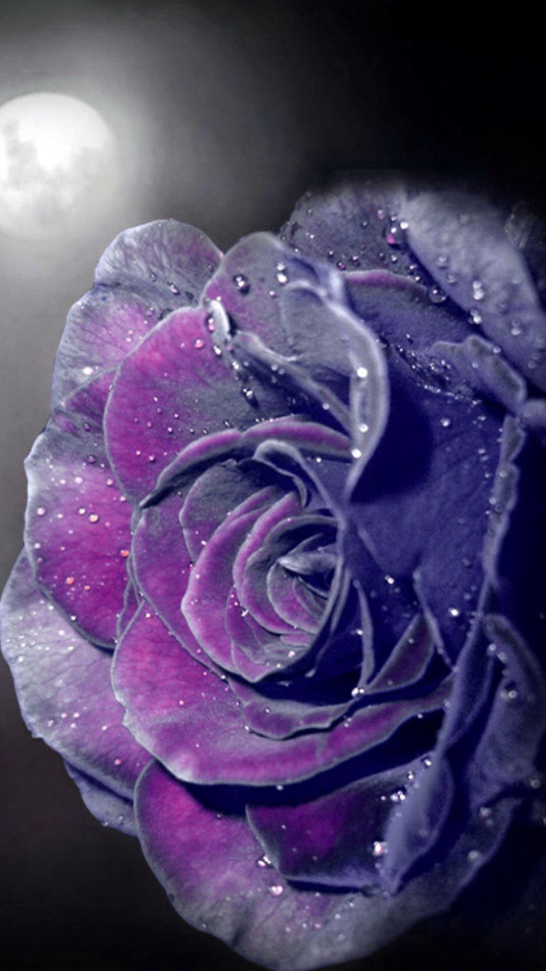Magenta Roses Wallpapers - Top Free Magenta Roses Backgrounds ...