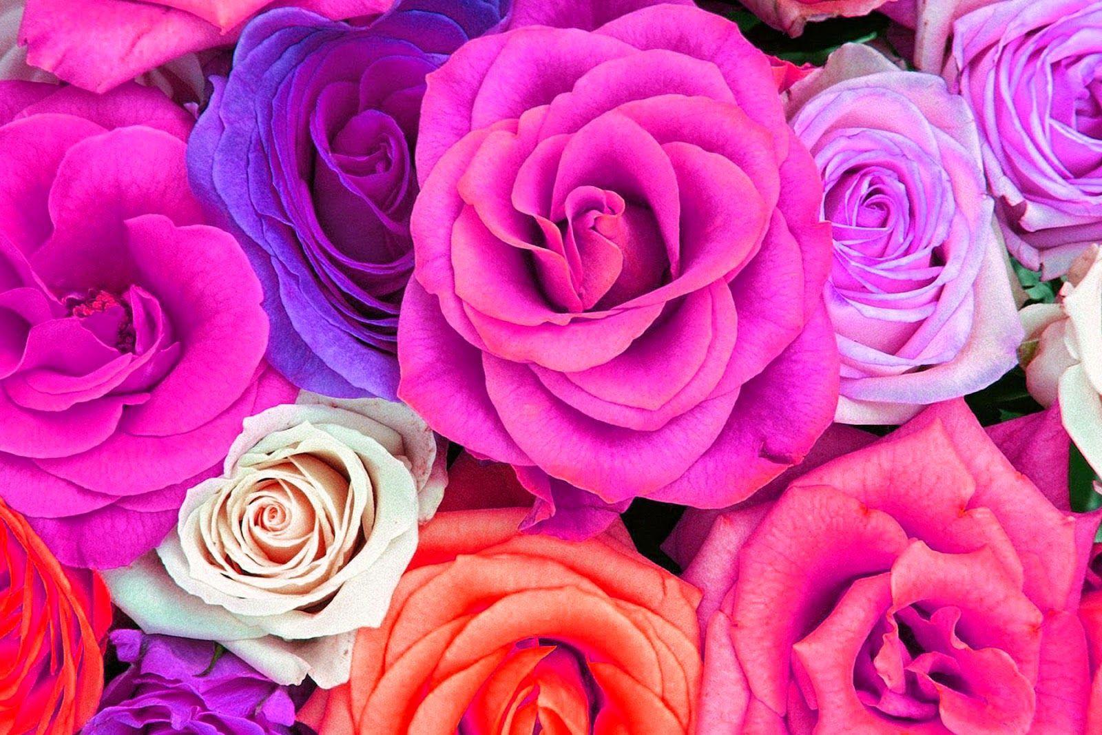 Magenta Roses Wallpapers - Top Free Magenta Roses Backgrounds ...