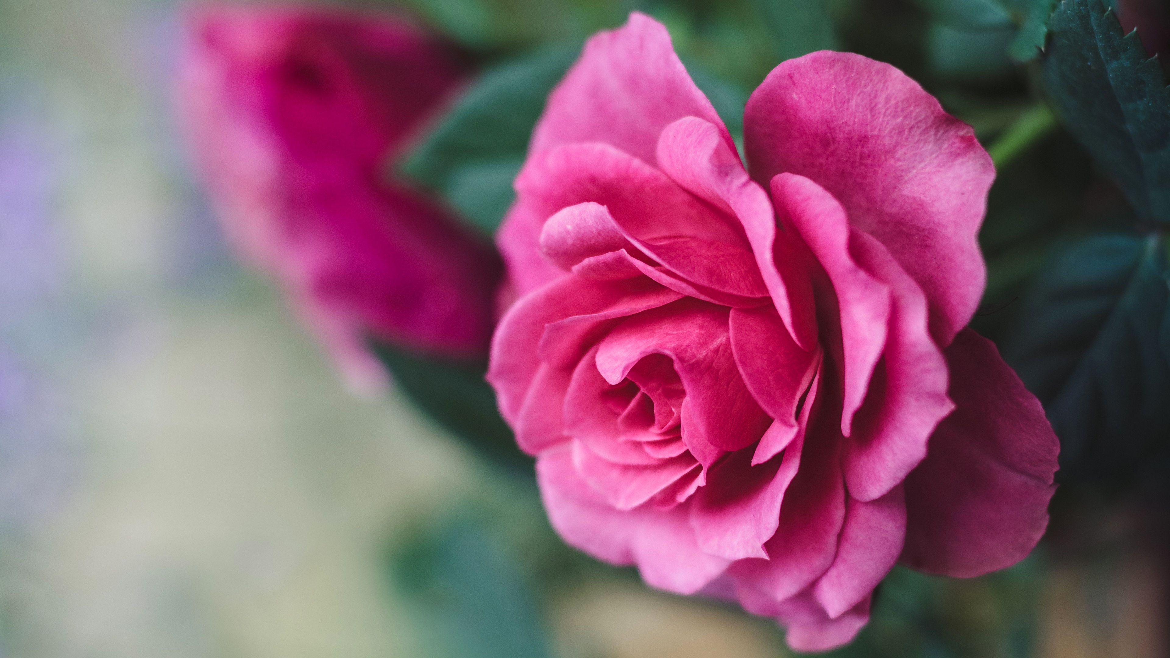 Magenta Roses Wallpapers - Top Free Magenta Roses Backgrounds ...