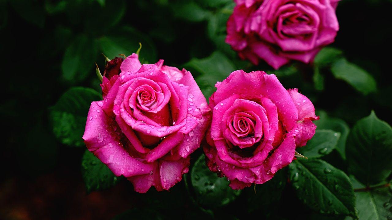 Magenta Roses Wallpapers - Top Free Magenta Roses Backgrounds ...