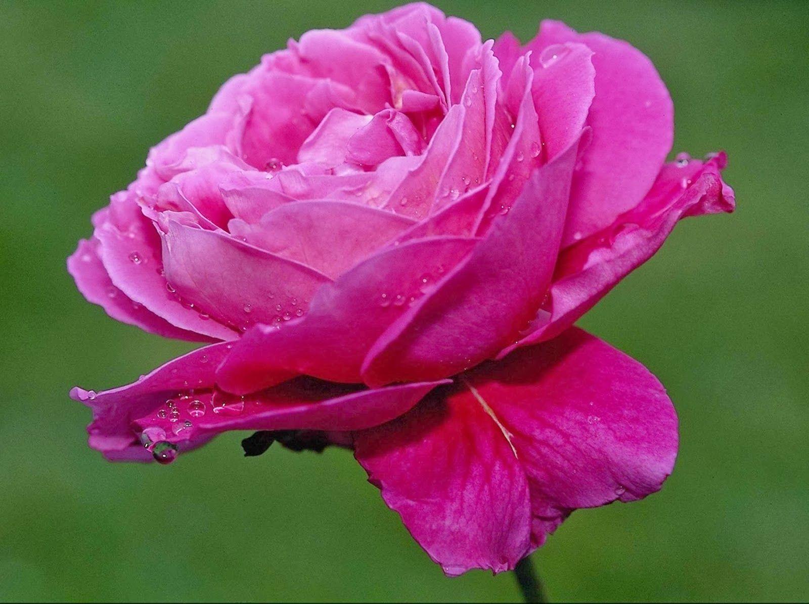 Magenta Roses Wallpapers - Top Free Magenta Roses Backgrounds ...