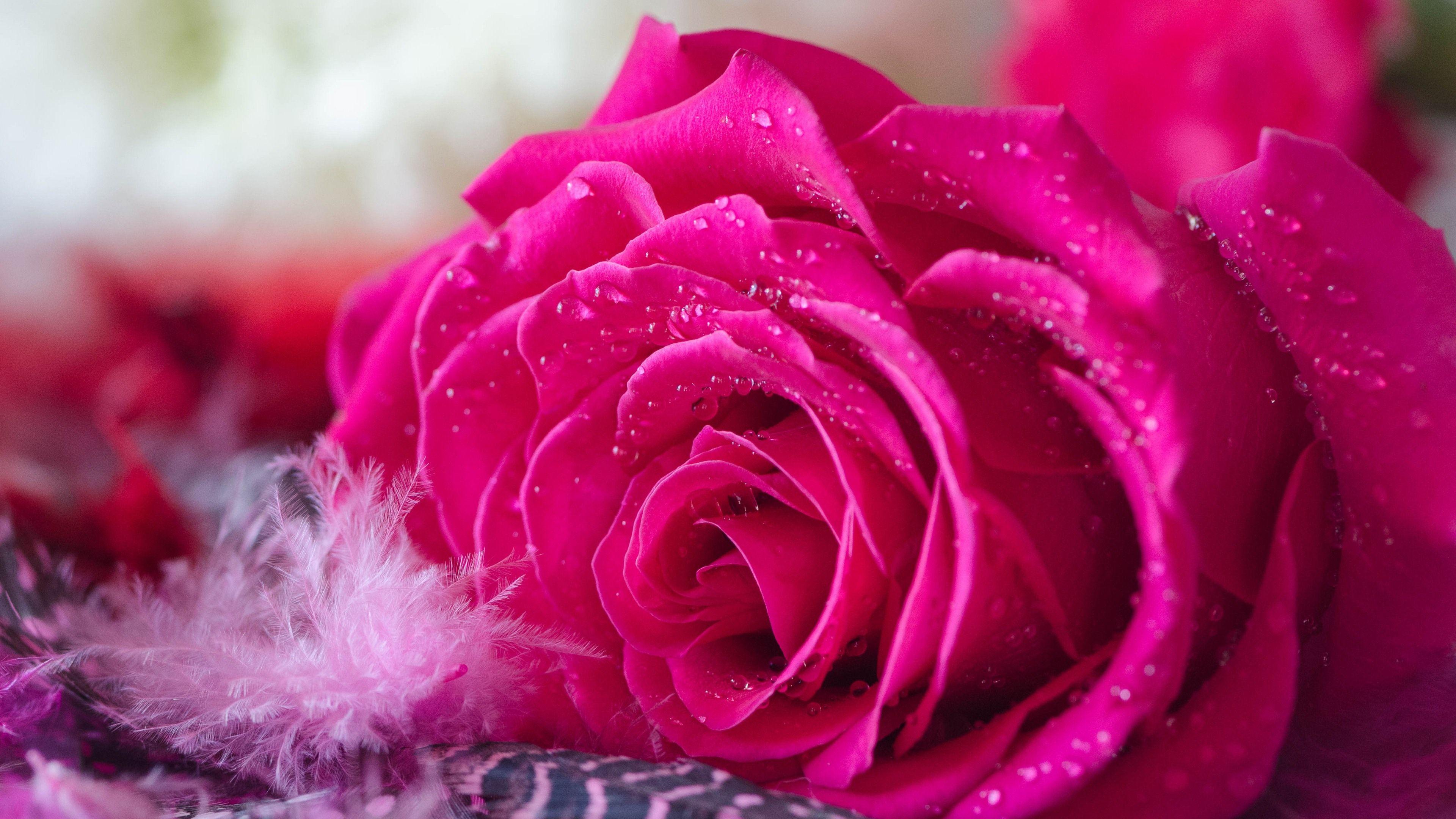 Magenta Roses Wallpapers - Top Free Magenta Roses Backgrounds ...
